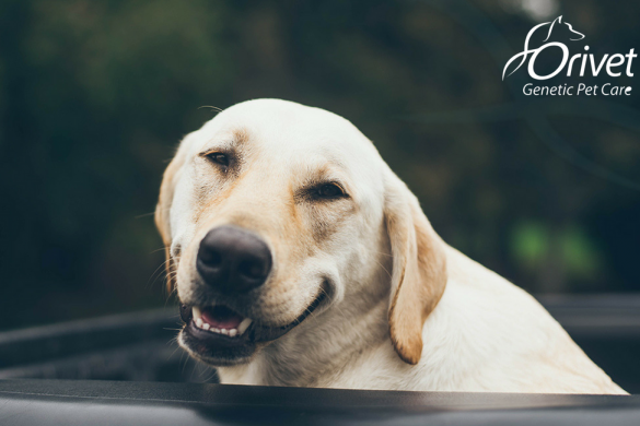 Orivet Announces New Tests to be Included in Full Breed Profiles – News