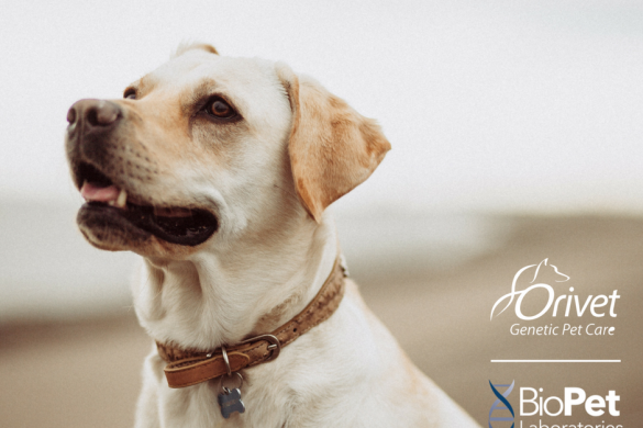 Orivet Announces New Tests to be Included in Full Breed Profiles – News